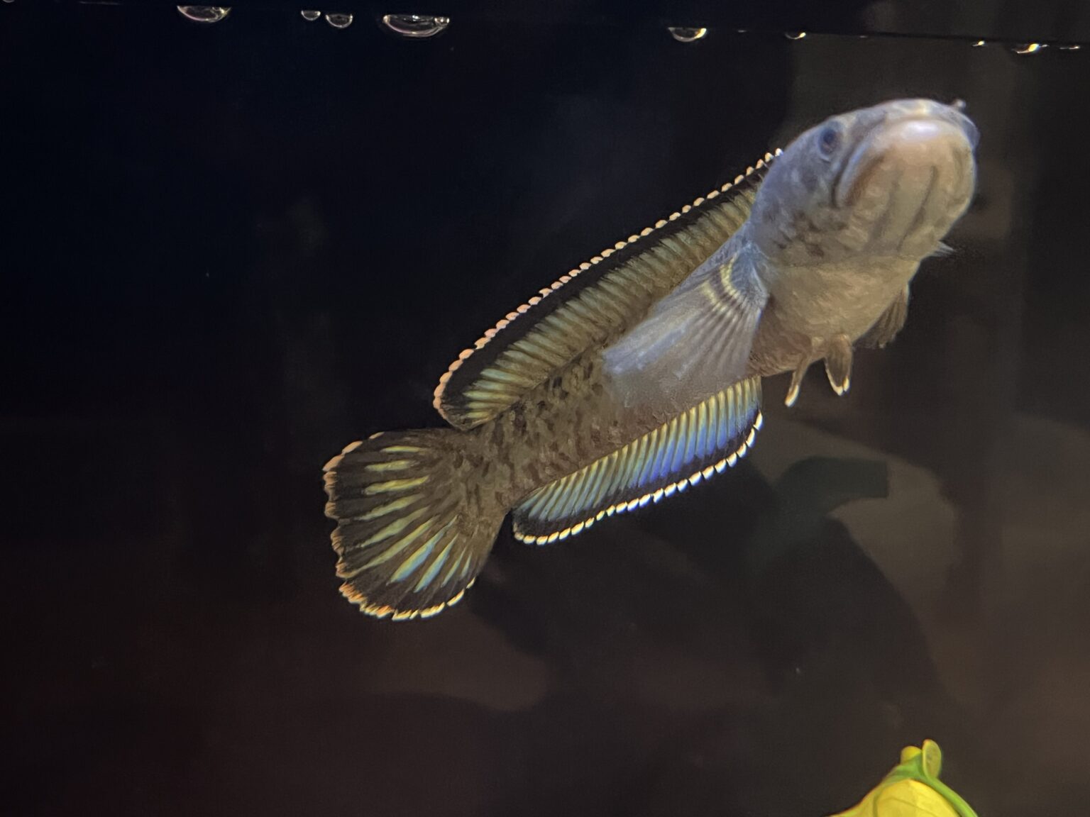 ADA水槽にGEXグラスカスタム600用のフタを組み合わせたい！ - 惑星おじさん